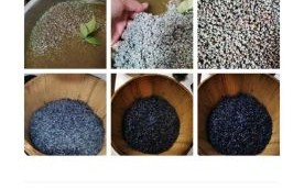 乌米饭的由来_乌米饭的传说故事