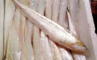 野生长江刀鱼多少钱一斤_正宗刀鱼价格行情