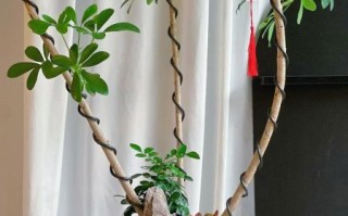 鹅掌柴是招财树吗_鹅掌柴与招财树的区别