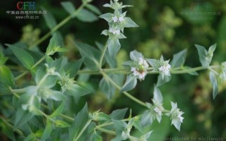 香花菜的功效与作用_香花菜怎么吃最好