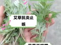 艾叶怎么吃最好_艾叶的吃法与禁忌