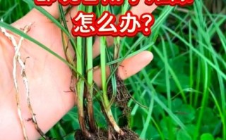 香附的功效与作用_香附怎么泡水喝