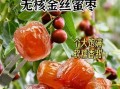 蜜枣怎么保存时间长_蜜枣和红枣的区别