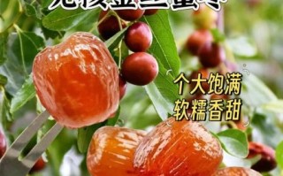 蜜枣怎么保存时间长_蜜枣和红枣的区别