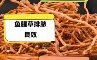 吃鱼腥草的危害_鱼腥草副作用有哪些