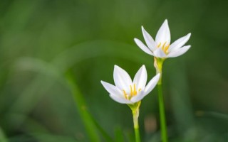 葱兰花期多久_葱兰一年开几次花