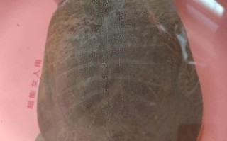 野生甲鱼是保护动物吗_能人工养殖吗