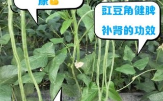 豇豆角的功效与作用_豇豆角的禁忌有哪些