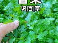 芫荽怎么读音_芫荽和香菜是同一种菜吗
