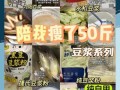 豆浆粉怎么做_豆浆粉冲调比例是多少