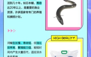 野生河鳗怎么分辨_野生河鳗和养殖的区别