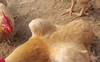 三黄鸡为什么那么便宜_三黄鸡和土鸡价格差多少