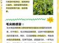 毛尖茶的功效与作用_毛尖茶怎么喝才减肥