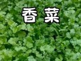 芫荽和香菜的区别拼音_芫荽是不是香菜