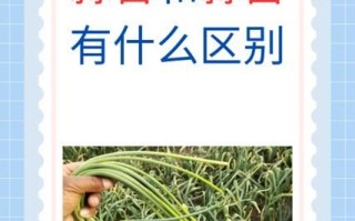 蒜薹和蒜苔有什么区别_哪个才是正确写法