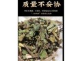 鲫鱼胆草药的功效与作用_鲫鱼胆草药怎么用