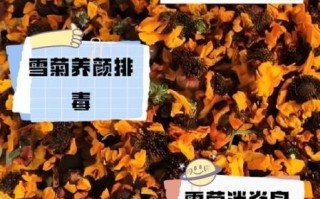 雪菊花茶的功效与禁忌_雪菊花茶什么人不能喝