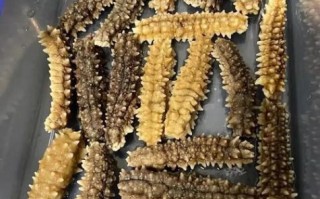 冷冻海参怎么泡发_冷冻海参怎么吃最好