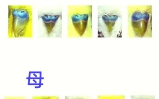 虎皮鹦鹉繁殖前兆有哪些_如何判断母鸟准备抱窝