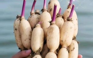 莲藕种植一亩投资多少钱_莲藕种植一亩利润多少