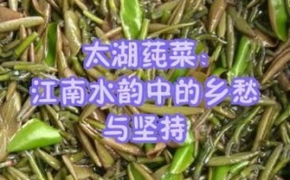西湖莼菜长什么样_莼菜图片怎么分辨真假 西湖莼菜长什么样_莼菜图片怎么分辨真假