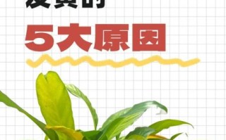 菠萝叶子发黄怎么办_菠萝叶子发黄的原因