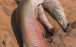 中国最大的淡水鱼是什么_能长多大