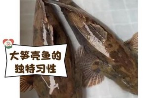 笋壳鱼多少钱一斤_笋壳鱼价格为什么波动大