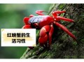 红蟹能吃吗_红蟹真的有毒吗