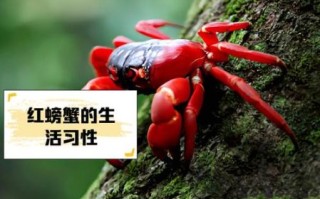 红蟹能吃吗_红蟹真的有毒吗