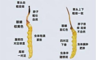 新鲜虫草花图片_如何辨别真假