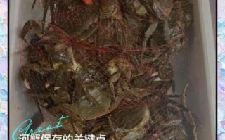 螃蟹买回来怎么保存_活蟹能放几天