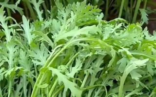 孕妇能吃茼蒿菜吗_茼蒿菜对胎儿有影响吗