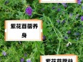 苜蓿怎么吃_苜蓿的功效与作用