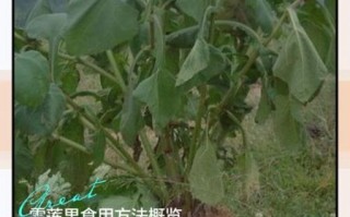 雪莲果的正确吃法_雪莲果的功效与作用