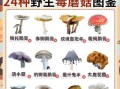 菌菇种类图片大全_如何区分常见食用菌与毒菇