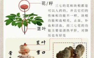 三七的功效与作用吃法_三七的副作用有哪些