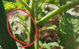 西红柿怎么种_黄瓜多久能收获