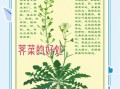 春芥菜的功效与作用_春芥菜什么人不能吃