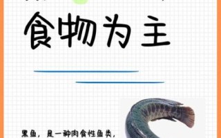 野生黑鱼的营养价值_野生黑鱼怎么吃最补