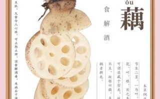 藕的营养价值及功效_吃藕能减肥吗