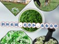 内蒙古韭菜花酱怎么做_正宗做法步骤