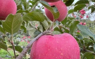 好看的苹果图片哪里找_如何拍出高颜值苹果照片