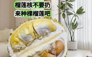 榴莲核怎么吃最好_榴莲核能生吃吗