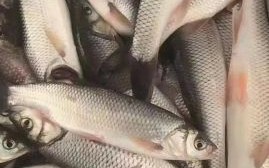 华子鱼产地在哪里_华子鱼多少钱一斤