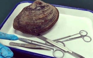 河蚌怎么清洗_河蚌清理内脏图解