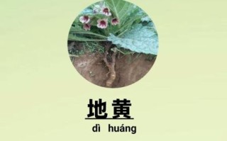 鲜地黄的功效与作用_鲜地黄怎么吃效果最好