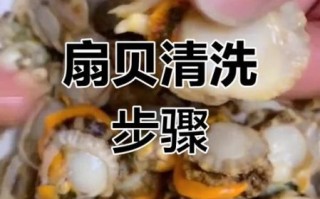 扇贝怎么清洗干净_扇贝清洗视频教程