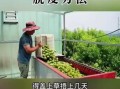 青皮核桃怎么去皮_青皮核桃去皮后怎么保存