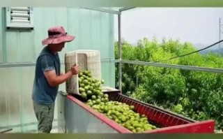 青皮核桃怎么去皮_青皮核桃去皮后怎么保存